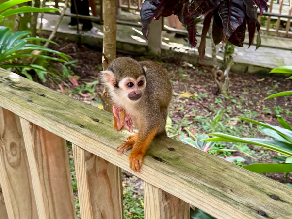 A Magical Day at Monkey Land - Punta Cana’s