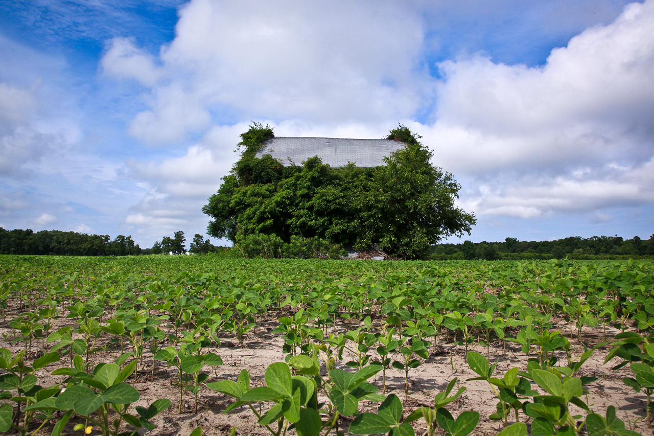 Kate Harrold | ravenandwhale