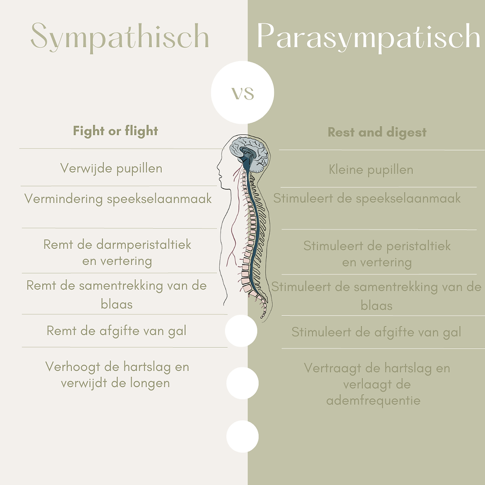 Sympathisch en parasympathisch zenuwstelsel en hoe kom je tot rust?