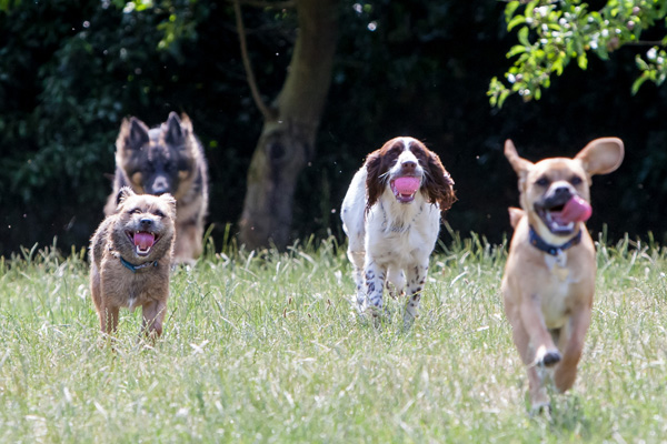Stablecroft - Doggy Day Care & Home Boardng In Winnersh.