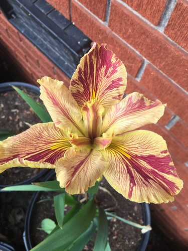 Annette Brown | dancingdragonsiris