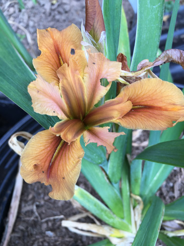 Cajun Copper Baby | dancingdragonsiris