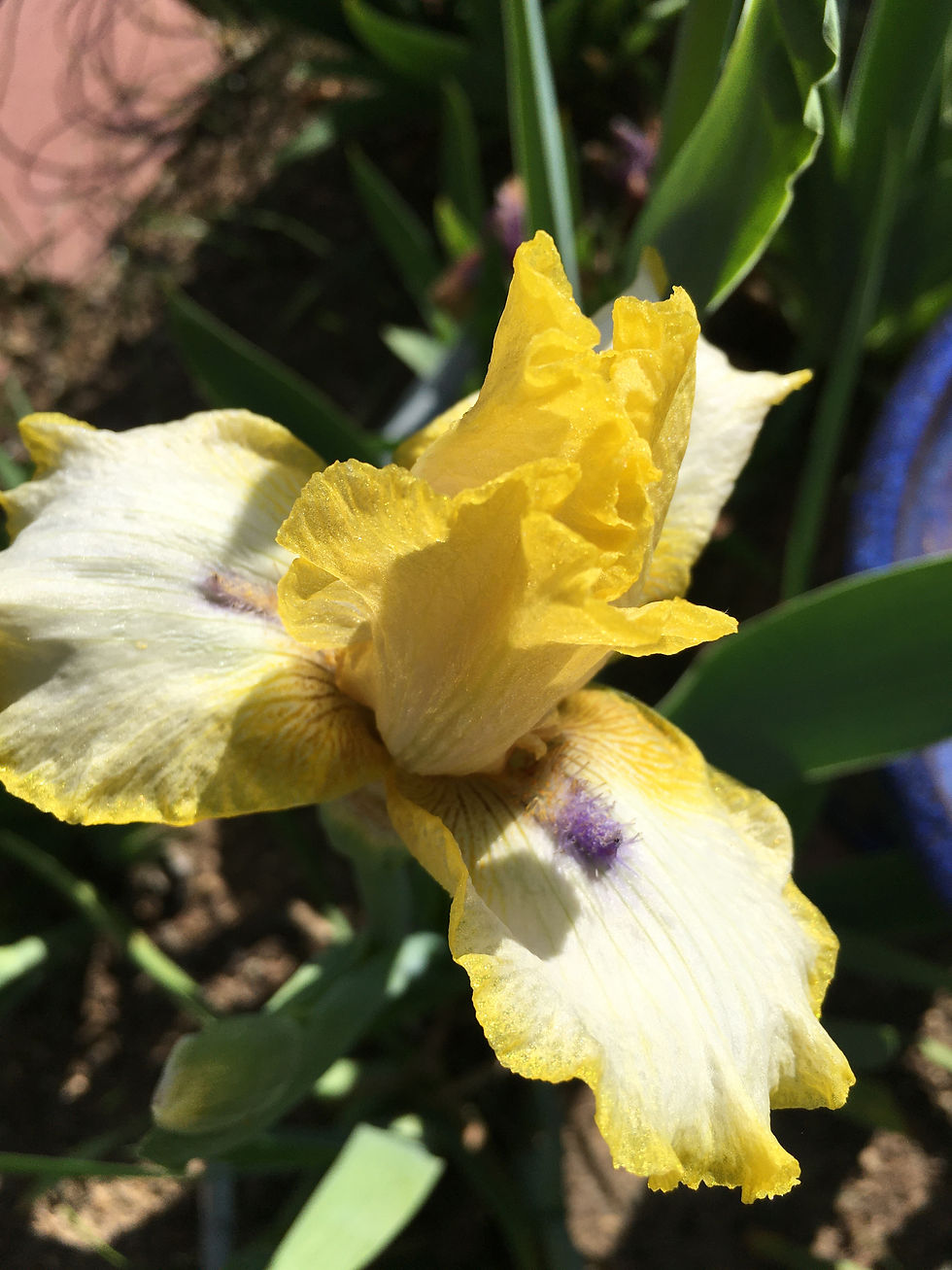 Iris For Sale | Dancing Dragons Iris Garden