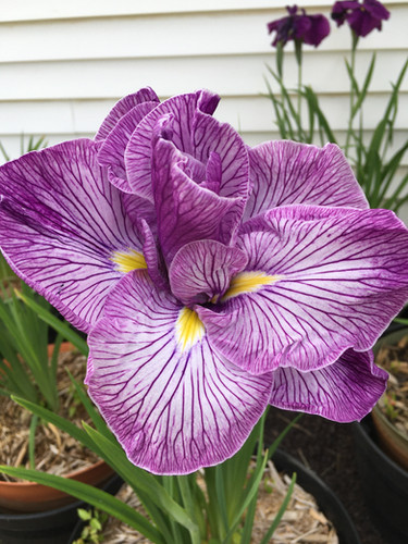 Dragon Mane | dancingdragonsiris