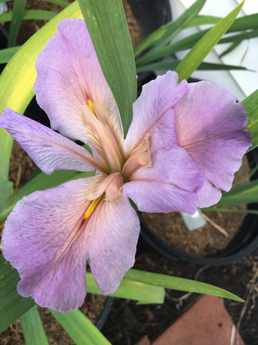 Laura Strawn | dancingdragonsiris