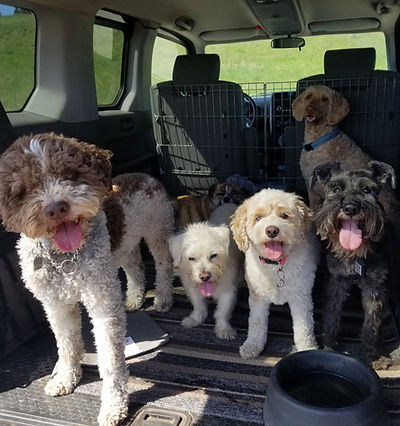 Home [www.pawsitiveattitudecalgary.com]