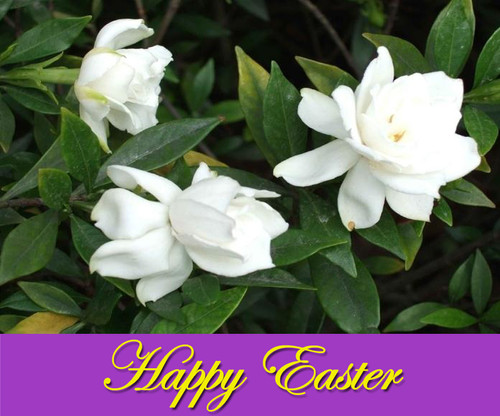 HAPPY EASTER CANDLE III | FranciscanSoyCandles