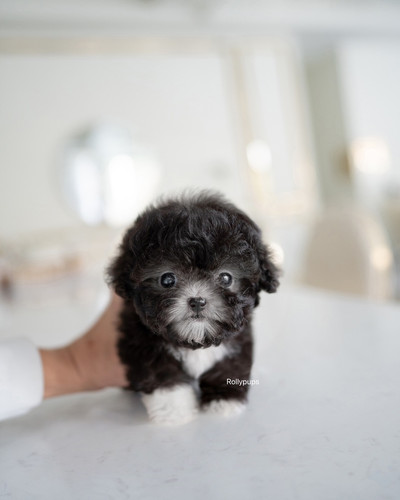 COCO (POODLE) | ROLLYPUPS