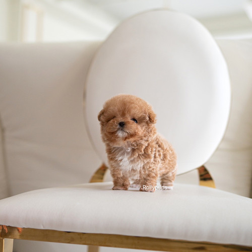 ZOE (POODLE) | ROLLYPUPS