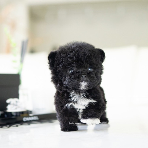 OREO (POODLE) | ROLLYPUPS