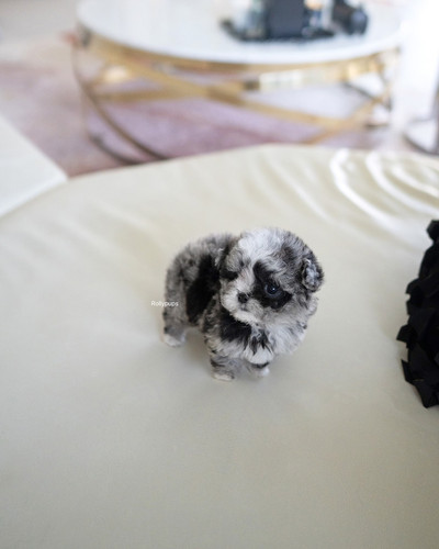 COCO (POODLE) | ROLLYPUPS