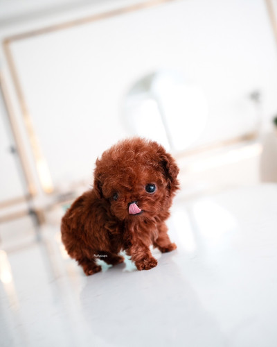 MILO (POODLE) | ROLLYPUPS