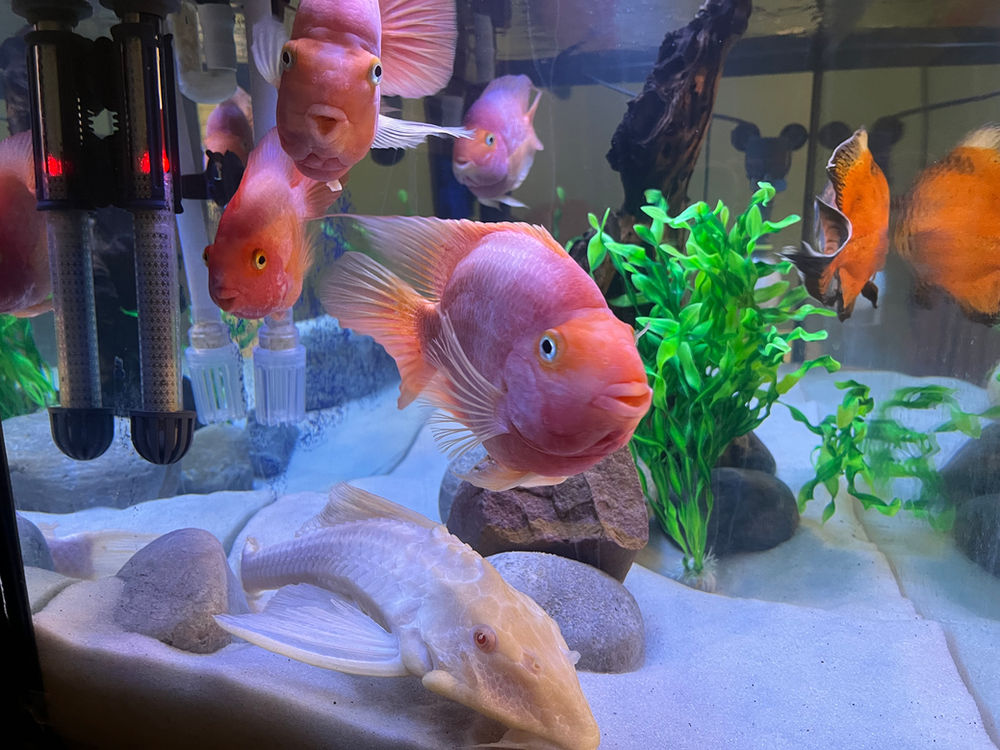 70 gallon tank with all fish and filters and and stand and materials ...