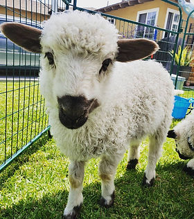 Sarah's Sheep | rahrahranch