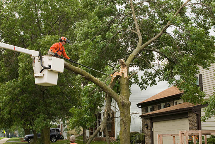 A Comprehensive Guide to Tree Service