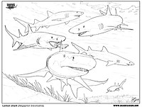 lemon shark coloring pages