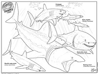 realistic great white shark coloring page
