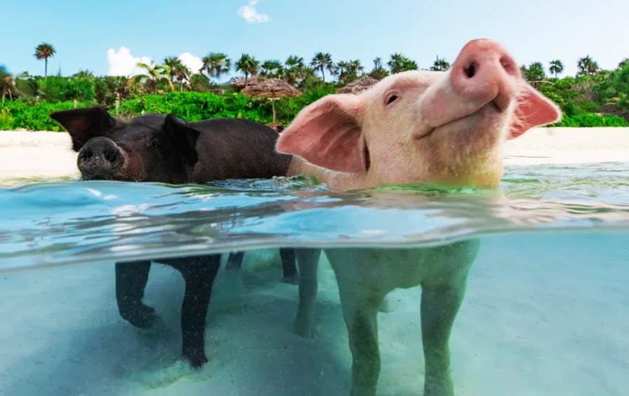 The Ultimate Bahamas Pig Island Experience. Sun, Sand, and Swimming Pigs!