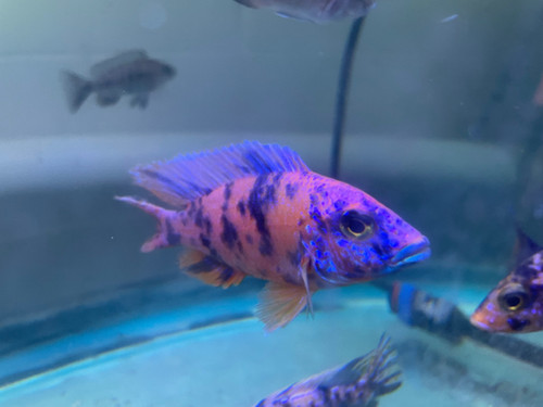 OB Peacock Cichlids | Spring Creek Aquatic