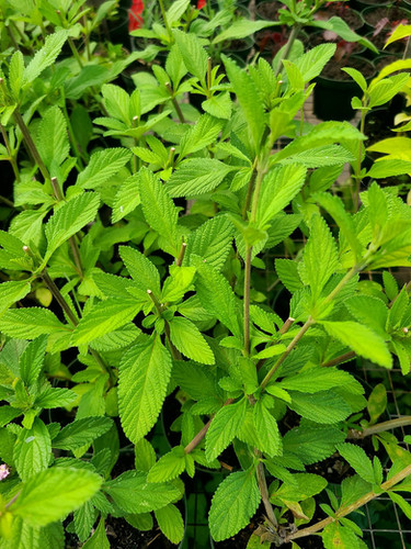 Poleo Limón | Desde Mi Huerto