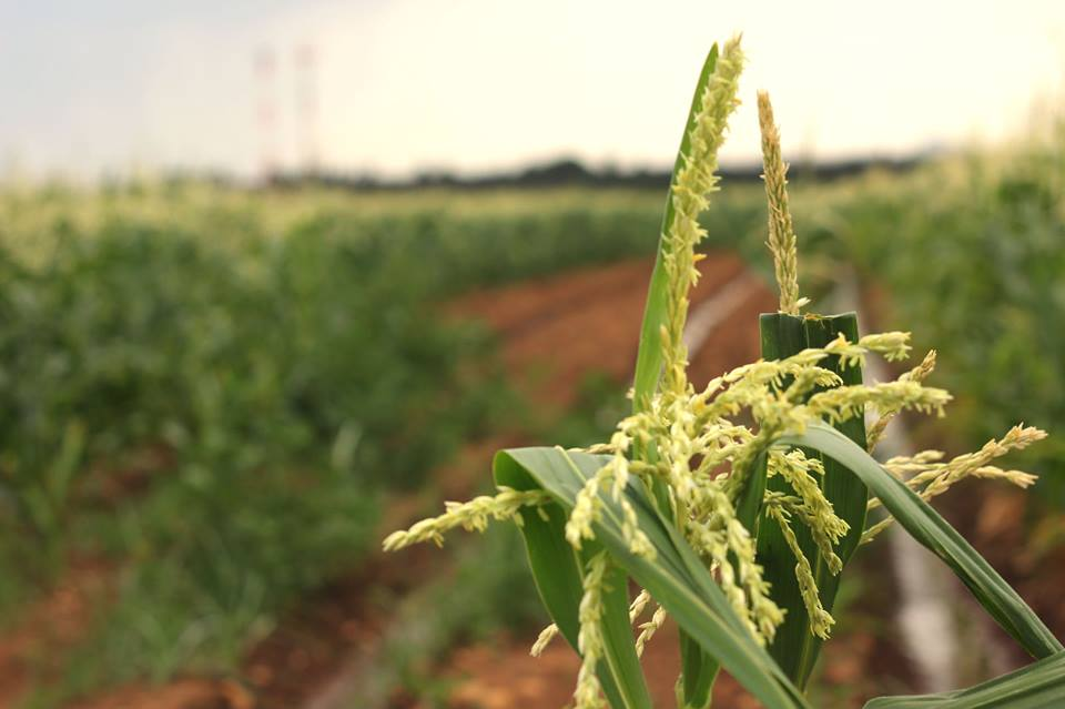 Estiman hasta 50 mil has de maíz de riego; inicia ciclo de cultivo