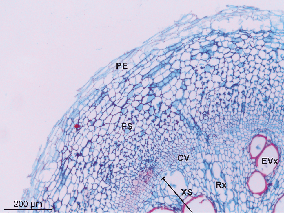 Carica sp | Atlasveg