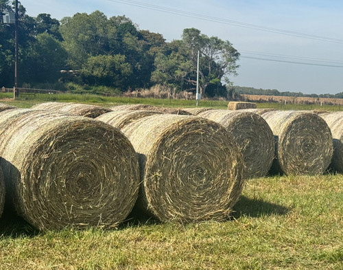 Rhodes Hay - Round bales | turfnt
