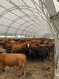 Hoop Buildings | Midwest Hoop Confinement | Nebraska