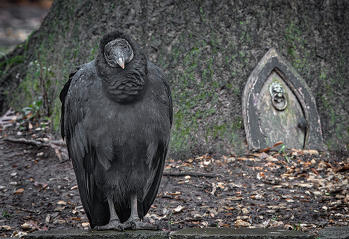 Morticia at the fairy door | Mary Ann Redmond Pho