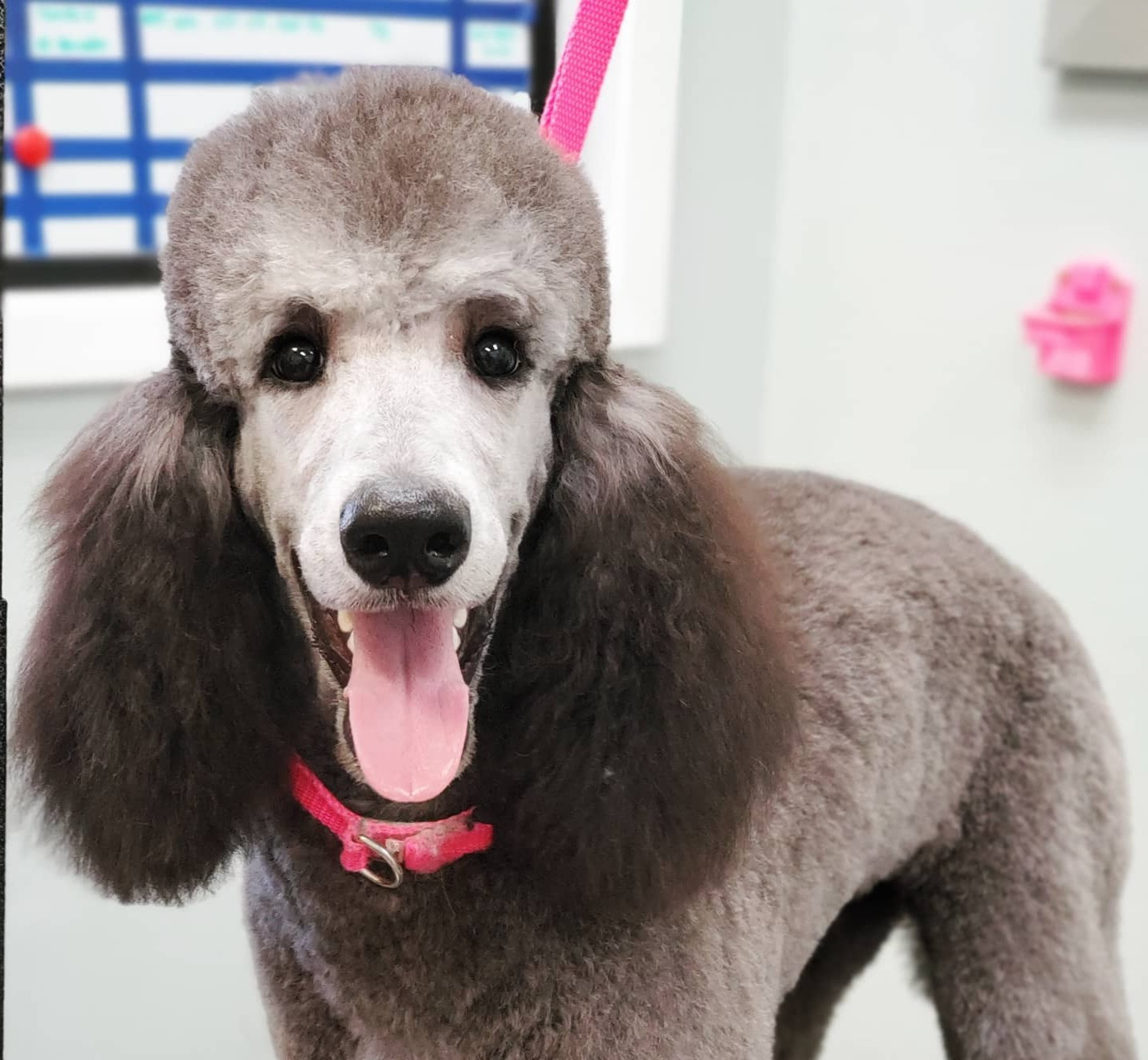 Pet Grooming | Chantilly | Little Jenna's Grooming