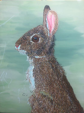 how to draw a marsh rabbit