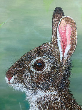 how to draw a marsh rabbit