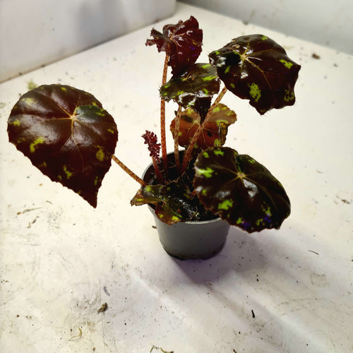 Begonia Rex tiger paw | Trond Borg Virvell