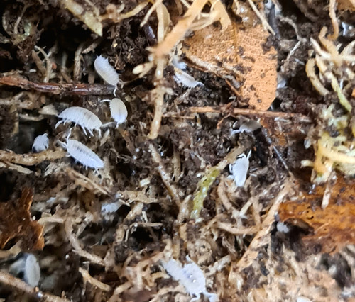 Bioaktive Løsninger | Trond Borg Virvell