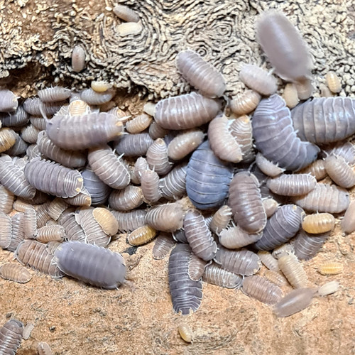 Bioaktiv løsning 3 | Trond Borg Virvell