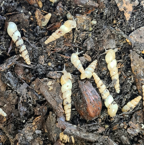 Subulina Octona, unicorn snegle, 10 stk. | Trond Borg Virvell