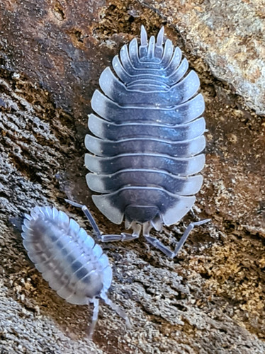 Porcellio Werneri 12 stk. | Trond Borg Virvell