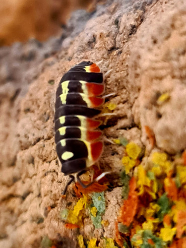 Ardentiella sp. Red Diablo 15 stk. | Trond Borg Virvell