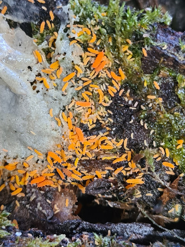 Yuukianura Aphoruroides, orange spretthale startkultur. | Trond Borg ...