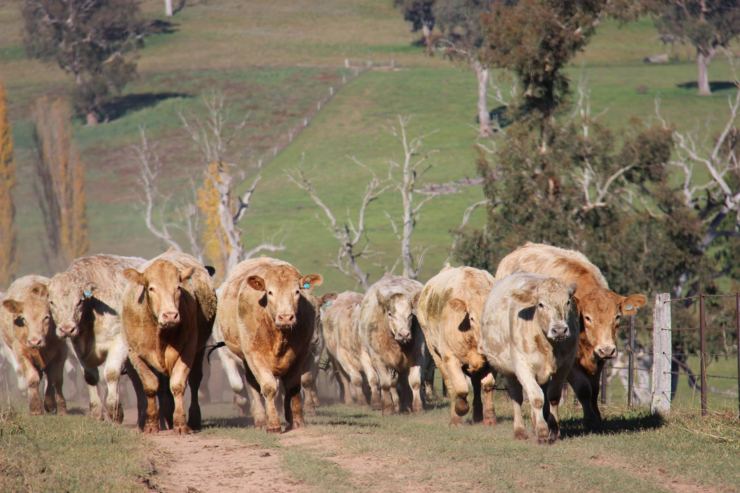 Stud Farm | Challambi Charolais | NSW, Australia