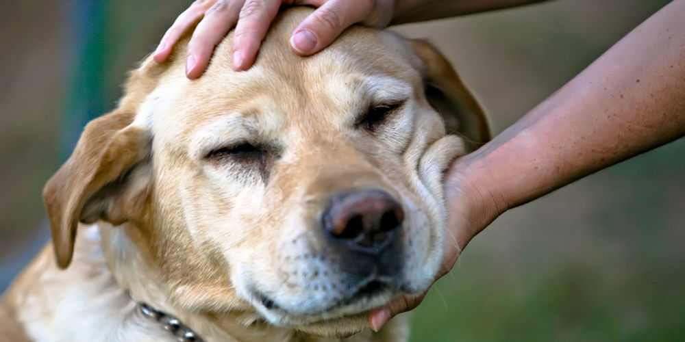Caresser un chien: Les signes qu'il ne faut pas rater.