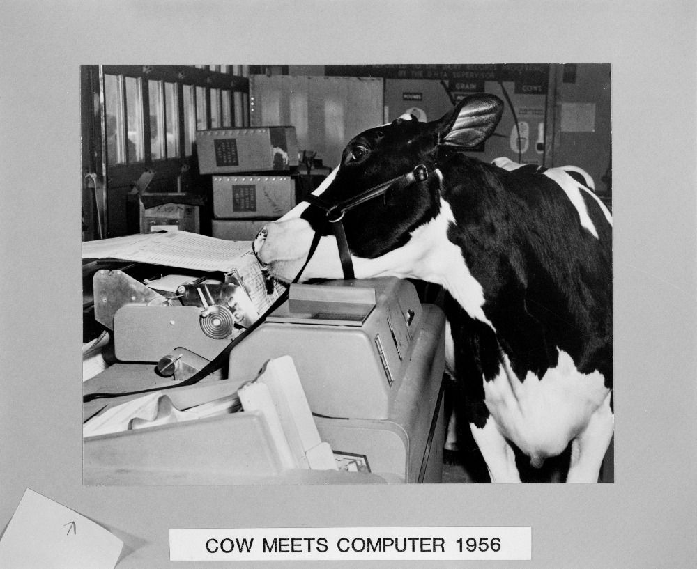 Cash Cows: The Cattle Behind Our Pages and Screens