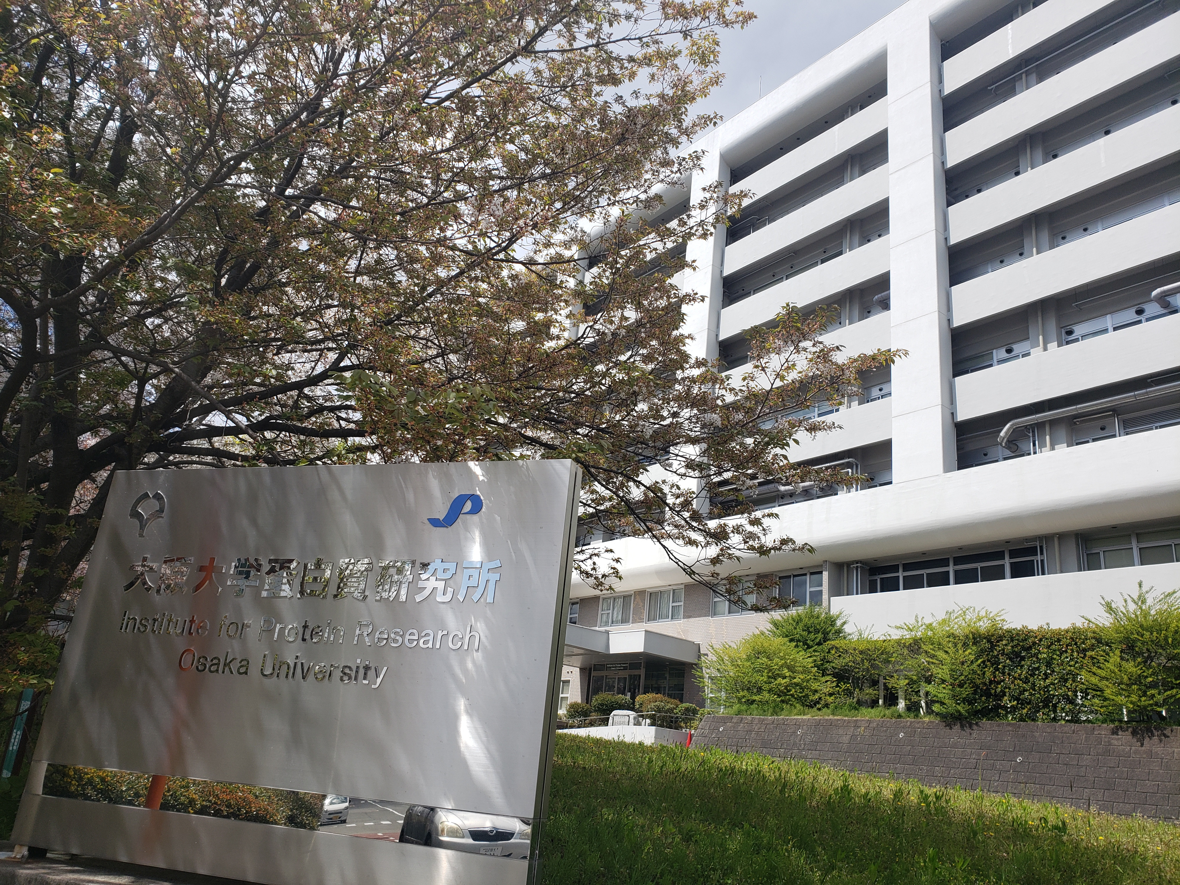Osaka protein