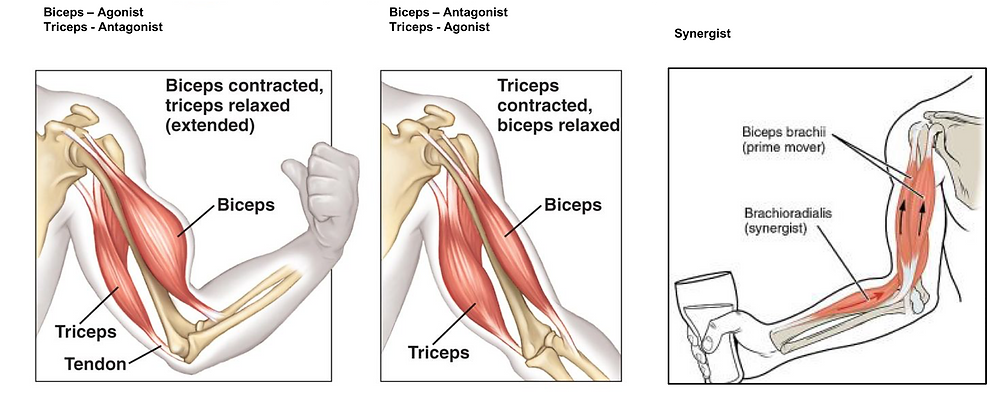 STRENGTH TRAINING – BIOMECHANICS