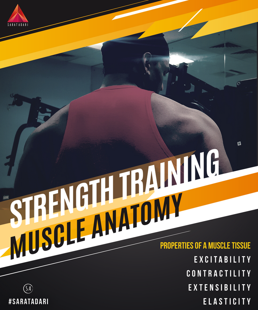 STRENGTH TRAINING – MUSCLE ANATOMY