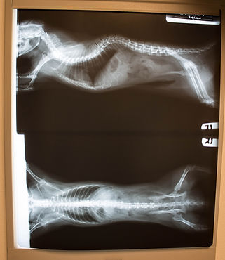 Anatomy/Misc Medical | opossumcare