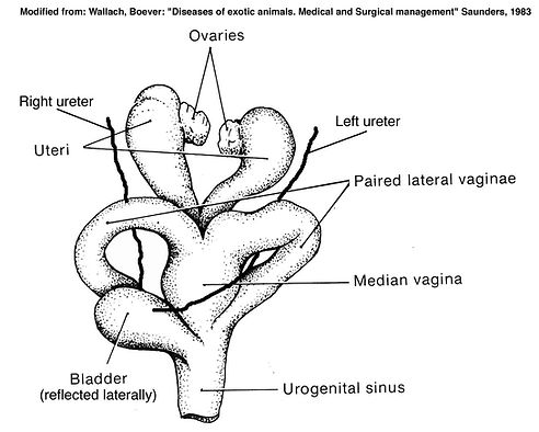 Spay/Neuter | opossumcare