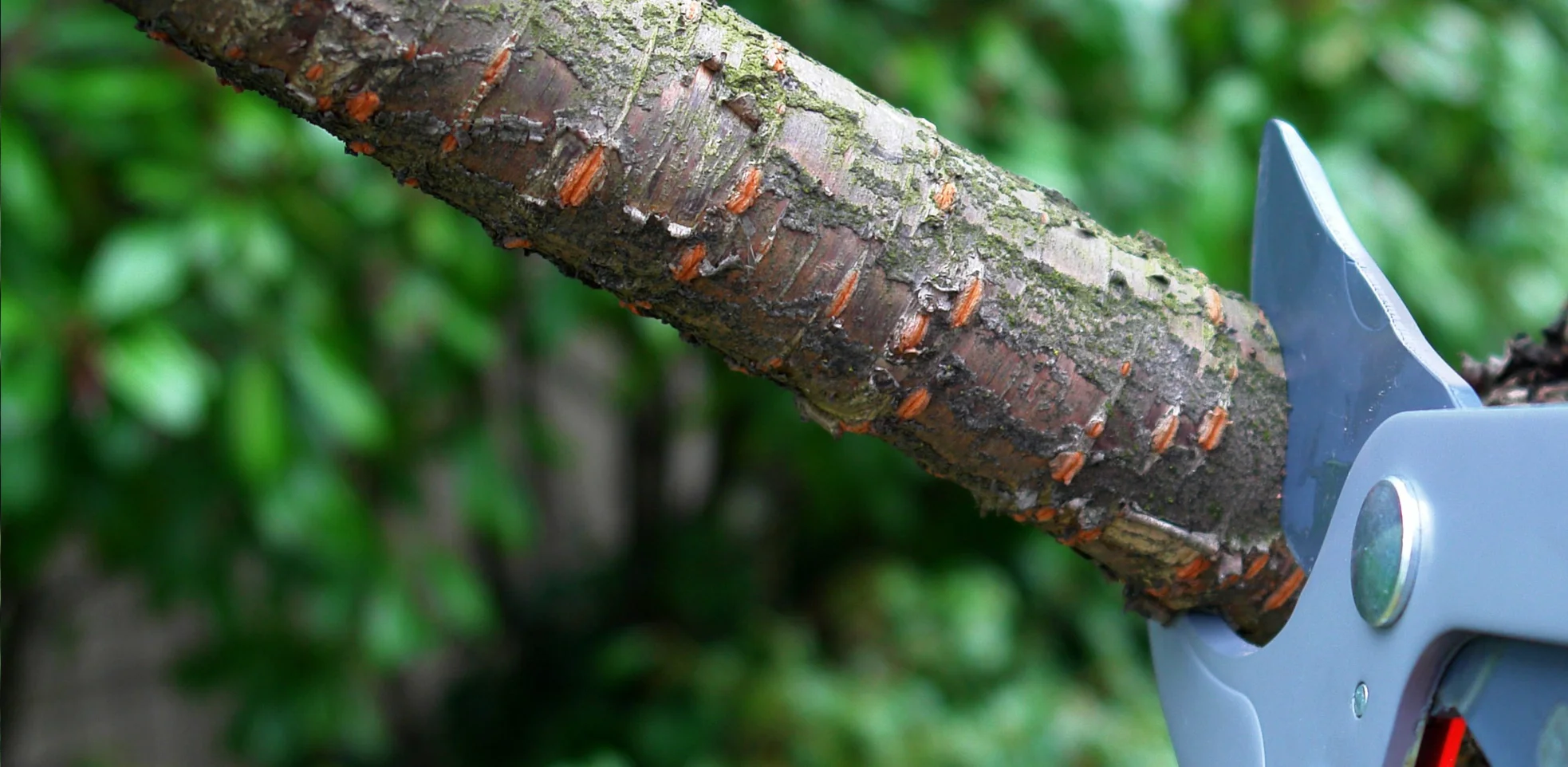 Pruning and Deadwooding