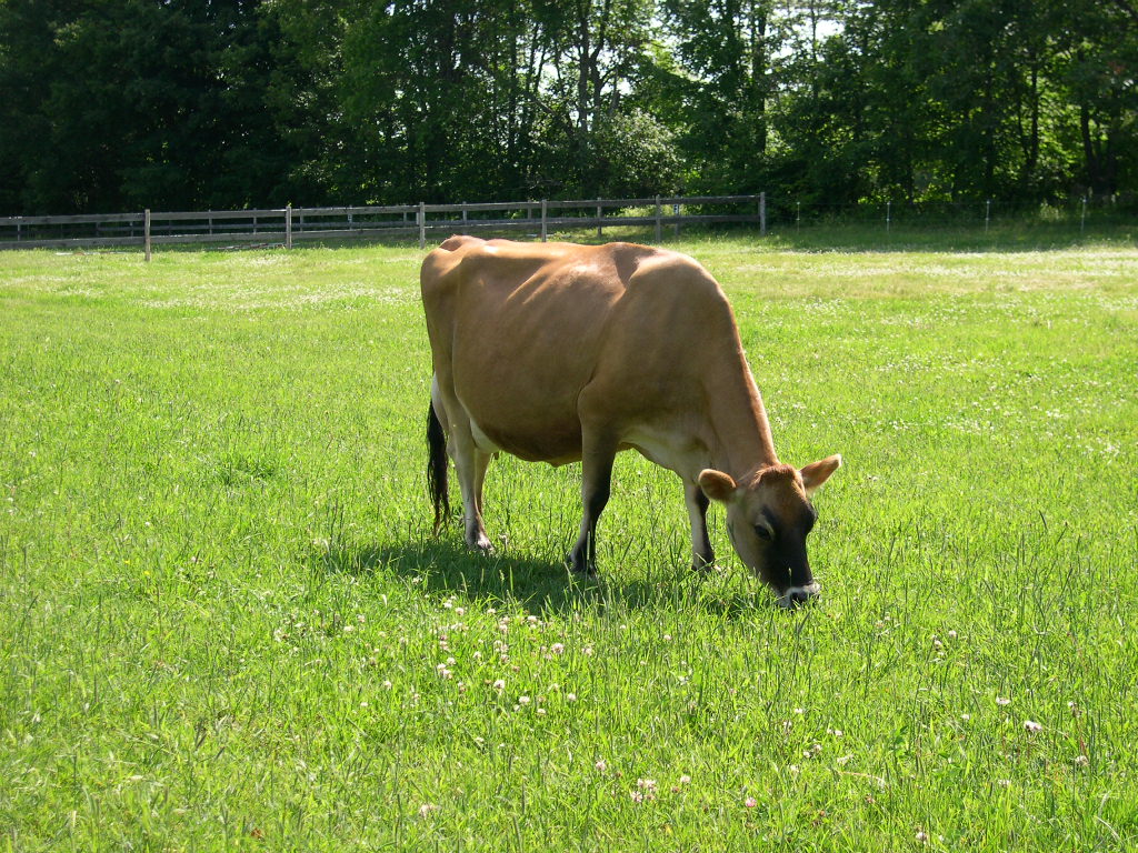 Our Cows | sweetcowyogurt