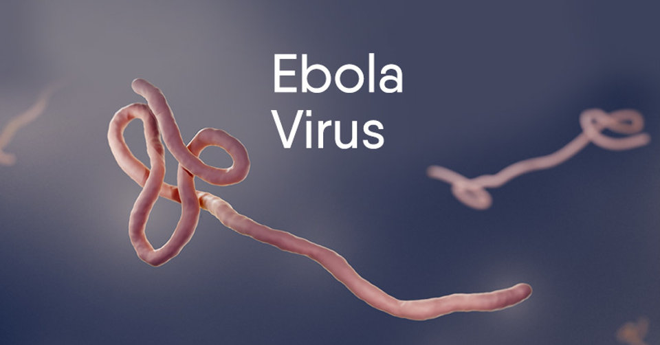 Now Is The Time For You To Know The Basics About The Ebola Virus
